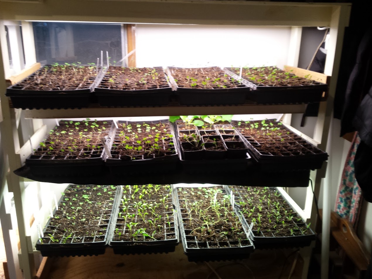 Starting Seeds Indoors: Set Up and Supplies – Pumpkinist Lora
